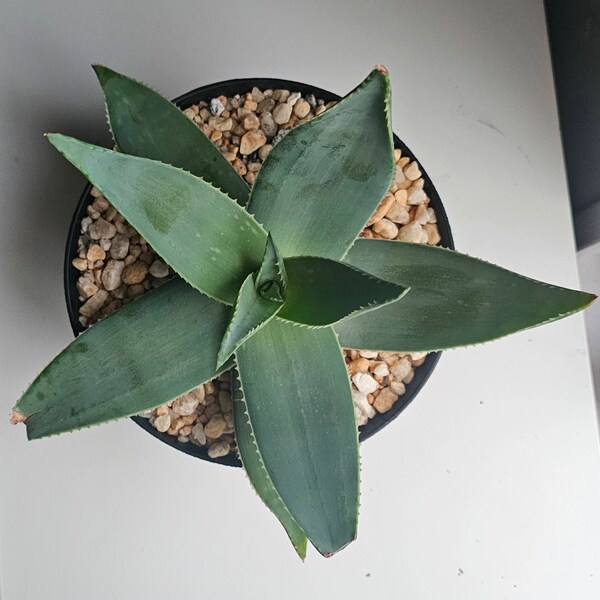 Brachychiton Rupestris Australian Bottle Tree. Queensland Bottle Tree ...