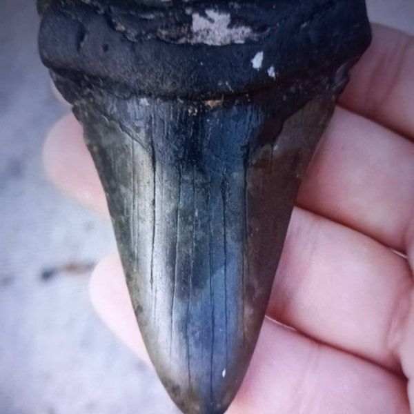 Megalodon Tooth - 4.5 Inches. Real Fossil Megalodon Shark Tooth ...