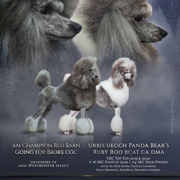 Labrador Retriever Advert for Breeders, Stud Dog Kennel Presentation ...