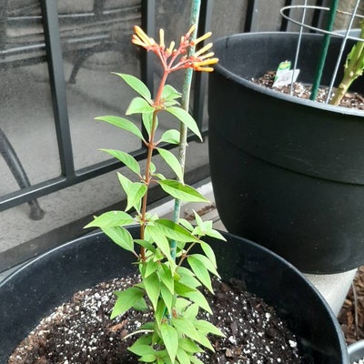 FIREBUSH Firefly Dwarf Scarlet Red Shrub Live Plant Orange Yellow ...