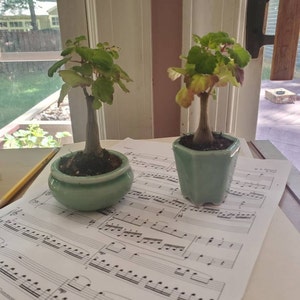 Bonsai Mint plectranthus Ernstii Caudex - Etsy