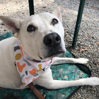 The Loop Di Doo Pet Waste Bag Holder Poop Loop Dog Bag - Etsy