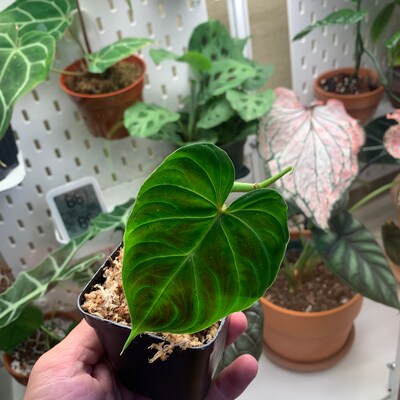 US Seller Philodendron Verrucosum Super 'mini' Red - Etsy