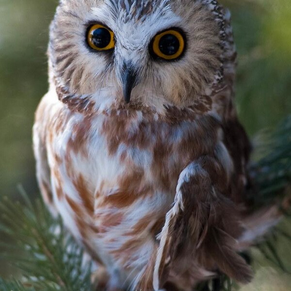 1,100 Year Old Medieval Coin of Raja Sankara Varman, Emperor of Kashmir ...