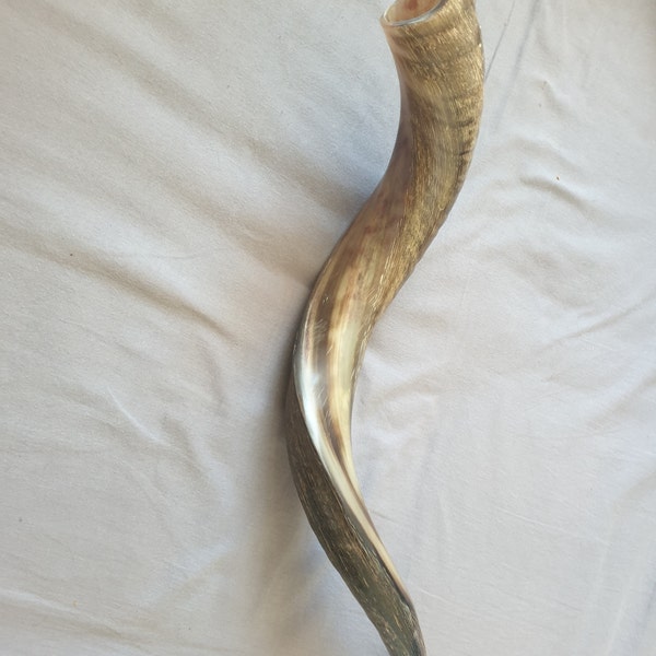 High Quality Yemenite Kudu Shofar With Great Sound - Half-polished 20 ...