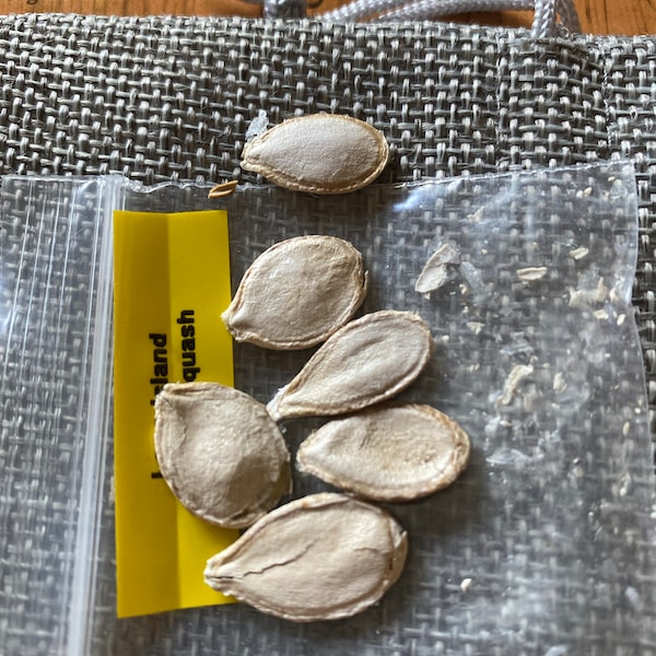 10 Polar Bear Giant Pumpkin Seeds. Ships Free - Etsy