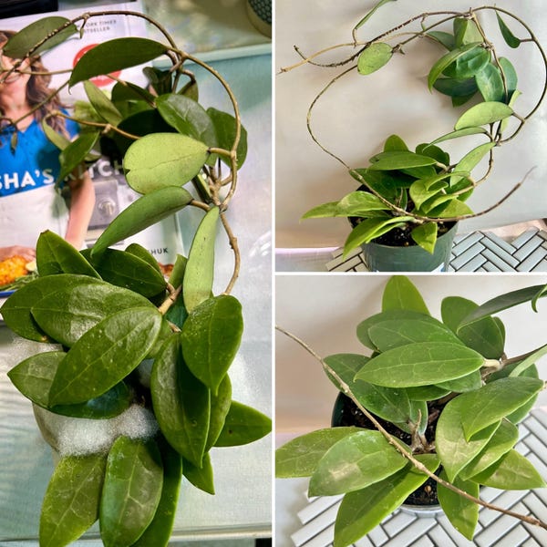 Hoya Mathilde in a 6 Inch Pot / Many Peduncles / Well Established ...
