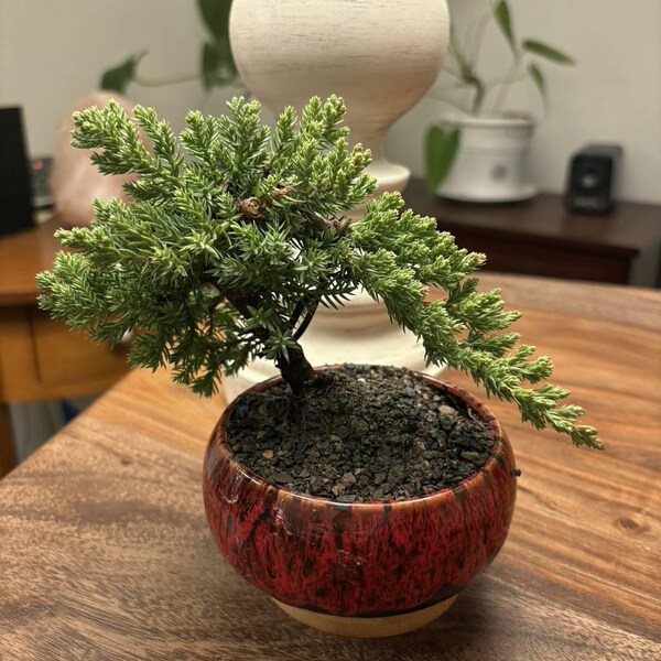 Juniper Bonsai Tree in a Blue,green,yellow,white,red or Light Blue ...