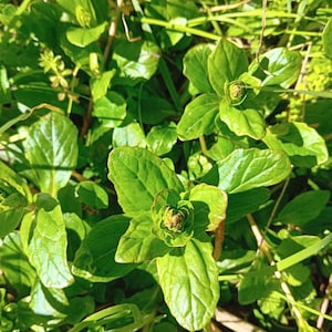 COBRA STAND for Abalone Shell Tripod Stand Seashell Display Stand ...