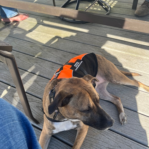 Personalized Dog Vest Mesh Harness With Custom Hook and Loop Patches ...