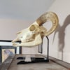 European Skull Mount Table Top Display Made With White Oak - Etsy