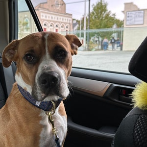 Disc Demon Dog Sport 1 Inch Wide Dog Collar With Adjustable - Etsy