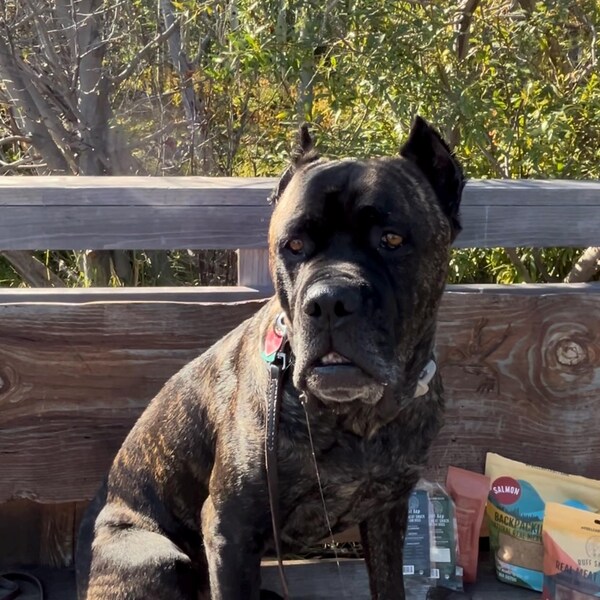 Ruff Food Real Meat Food Freeze Dried Meals for Dogs. Adventure Real ...