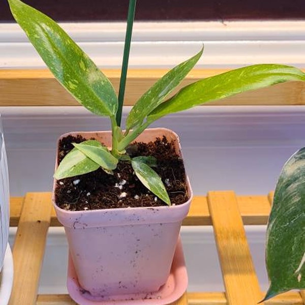 Alocasia Pink Princess Starter Plant ALL STARTER PLANTS Require You to ...