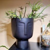 Euphorbia Trigona Cactus African Milk Tree Rare Succulent Live Cacti ... Euphorbia Trigona Cactus African Milk Tree Rare Succulent Live Cacti ...