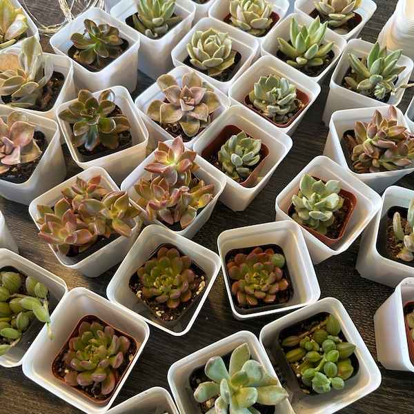 12 Succulents-sets - Etsy