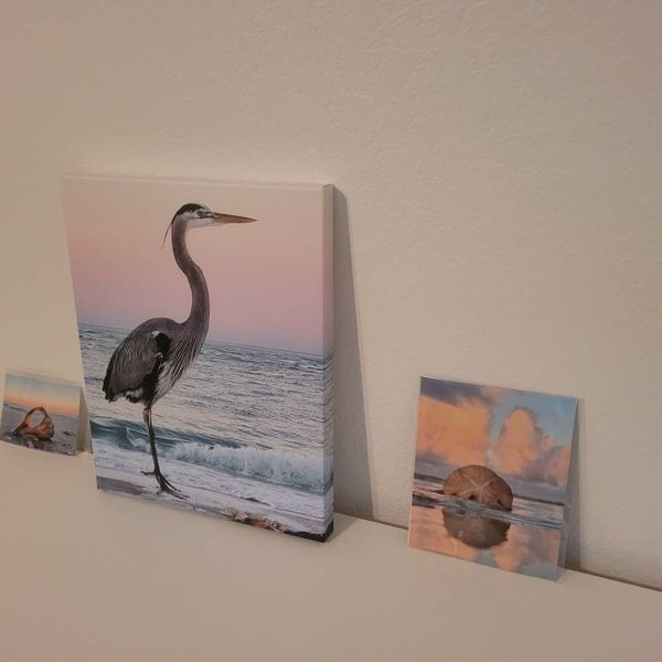 Seashell Photography, Shell Photo, Beach Decor, Fine Art Print, Coastal ...