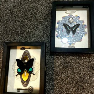 The Amber Phantom Clearwing Butterfly Haetera Piera Mounted - Etsy