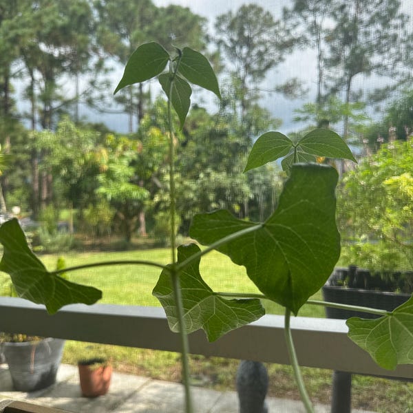 Alabama Red Okra Seeds - Etsy