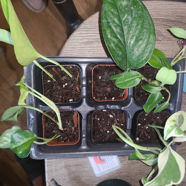 Plant Nodes for Propagation, Leafless Nodes, Indoor Plant Nodes - Etsy