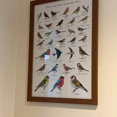 British Garden Birds Identification Chart Wildlife Poster A5 A4 A3 A2 ...