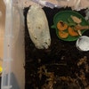 Giant African Land Snail Refresher Kit. Coir Substrate With Added ...