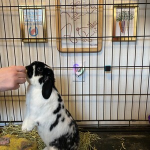 Cat Art, Falling Cat Postures Poster, Printable Cat Art, Cat Lover Gift ...