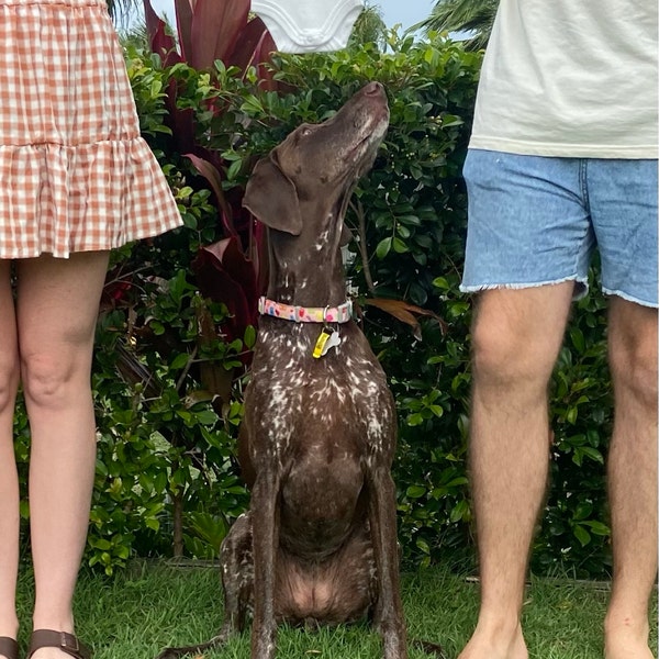 Christmas Jar Label Decal, Cookie Jar, Lolly Jar, Christmas Sticker ...