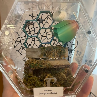 3D Printed Magnetic Cloud Bridge Jumping Spider Enclosure - Etsy
