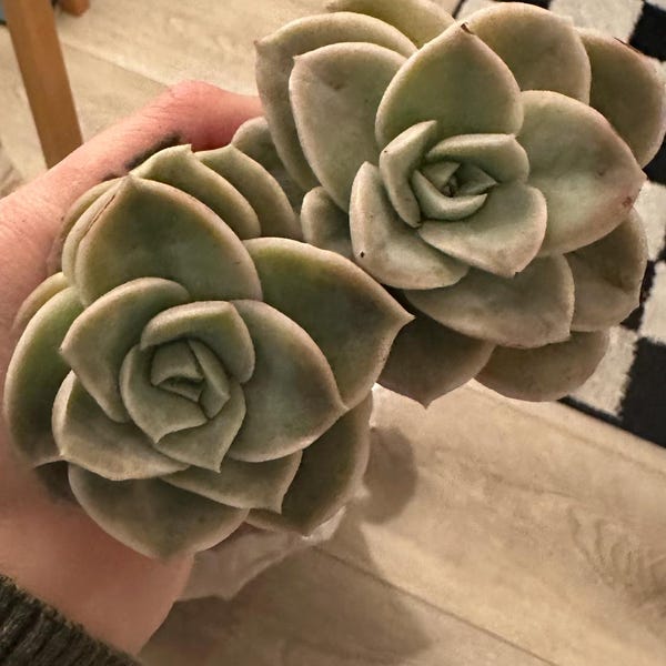 4,5"echeveria Pushke Rare Korean Succulent - Etsy