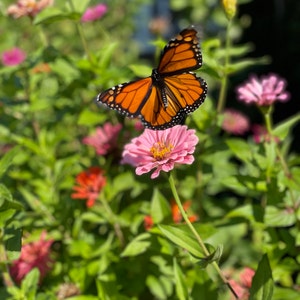 Heavenly Flowers Haiku Bookmark Pack Four Haiku Bookmarks for - Etsy