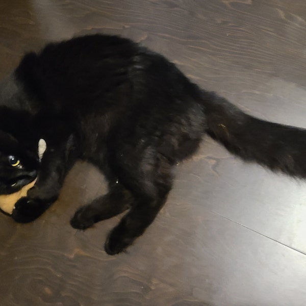 Corn Dog Cat Toy - Etsy