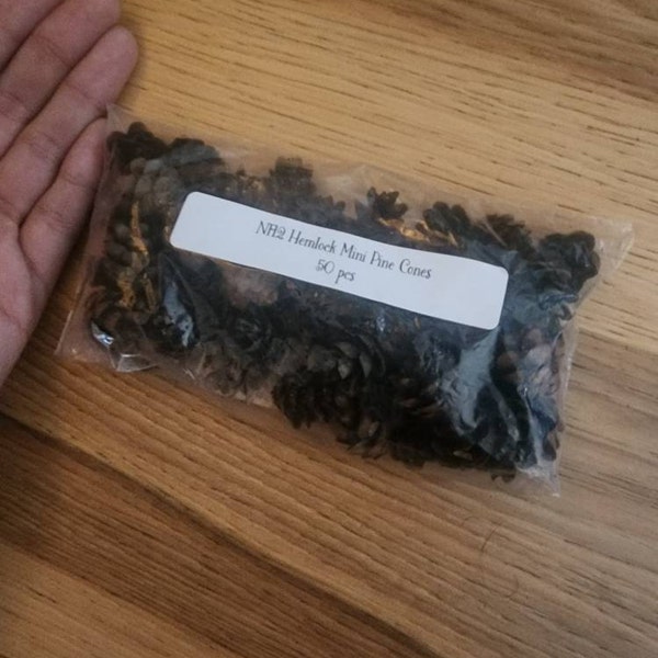 Dried Crepe Myrtle Seed Pods in Assorted Sizes, Natural Dried Mini ...