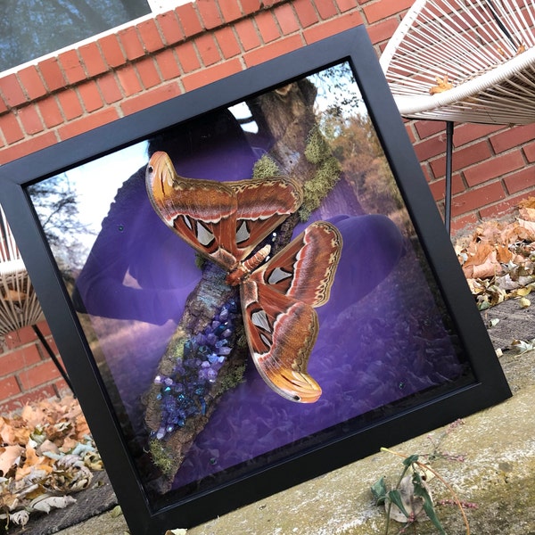 Attacus Atlas Moth Papered Specimen MALE and FEMALE Spcimens, Real ...