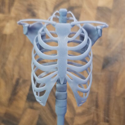 STL Ribcage Trellis W/ Shoulder Blades - Etsy