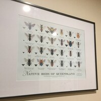 Native Bees of Western Australia Poster - Etsy Australia