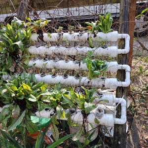 5 Heritage Everbearing Red Raspberry Plants 5 Large 1 Year - Etsy