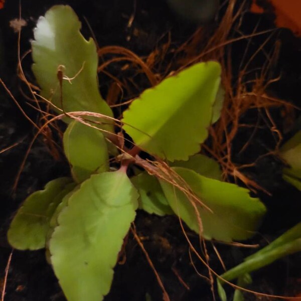 Wildcrafted Jamaican Cerasee (momordica Charantia) | Bitter Melon Dried ...