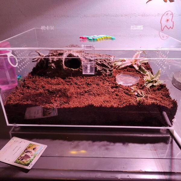 Reptile Enclosure, Terrariums, Tarantula Enclosure, Geckos, Snakes ...