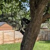 Sasquatch Salute: Metal Sign With Bigfoot Gesture - Bigfoot Middle ...