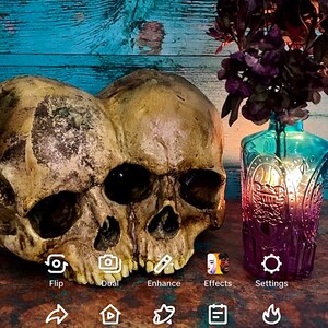 Conjoined Twins Human Skull FREE SHIPPING - Etsy