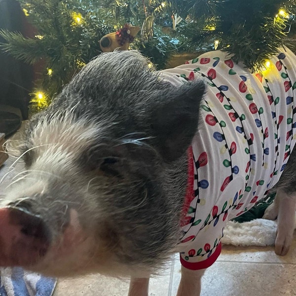 Mini Pig Pajamas/ Pot Belly Pig Clothes/ Pet Pajamas/ Pet Shirt With ...