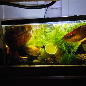 X2 Subwassertang Moss on Cholla Wood Shrimp Hideout & Betta - Etsy