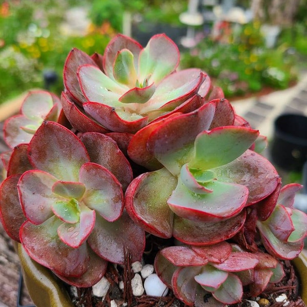 Echeveria Sunyan,succulent Plant,succulent Gifts - Etsy