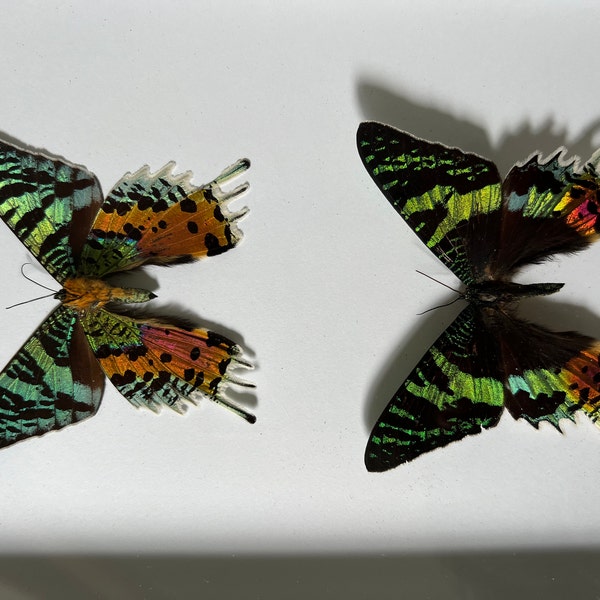 Urania Ripheus Moth in a Frame - Etsy