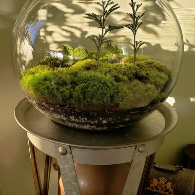 Princess Pine Tree Clubmoss Plants for Fairy Garden, Terrarium, Garden ...