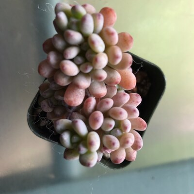 Rare Pink Moonstone Succulents Pink Pebble Rosette Plants - Etsy