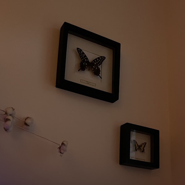 Mounted Fox (trophy) - Etsy