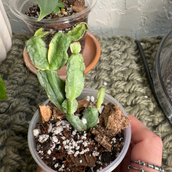 Opuntia Prickly Pear Snow Fuzzy Cactus - Etsy