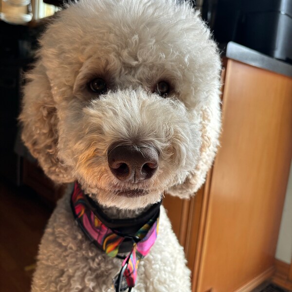 Dog Groomer Uniform, Dog Grooming Dress, Grooming Apparel for Women ...